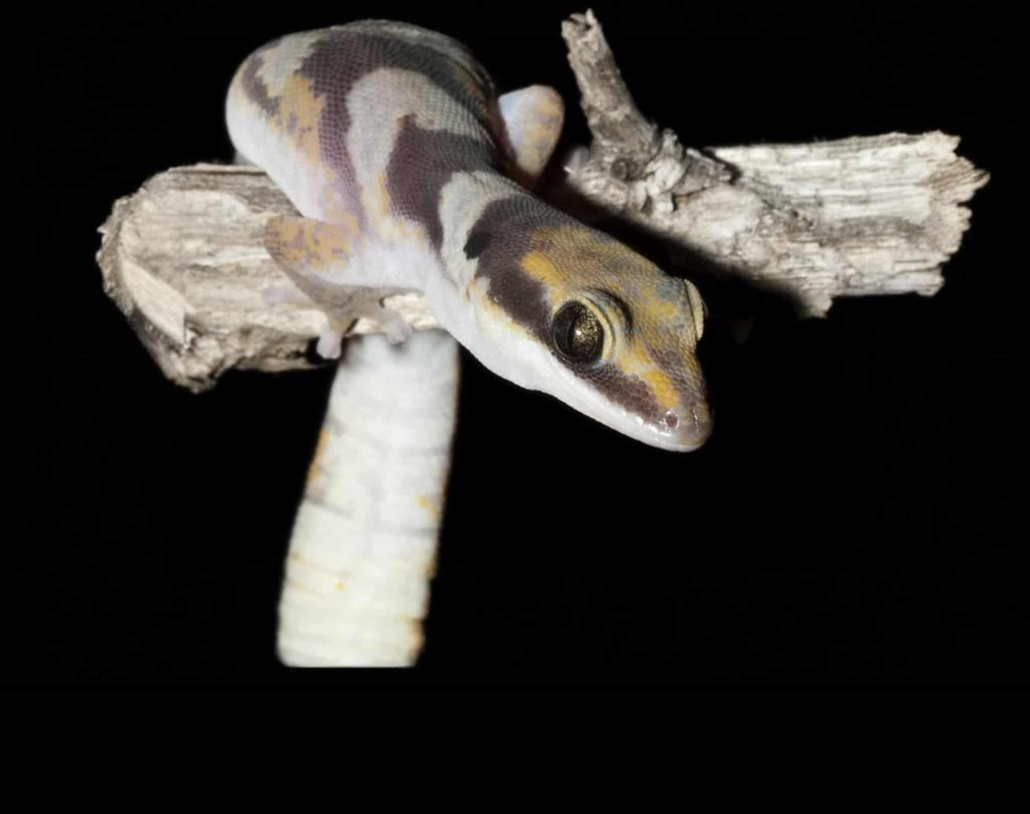 Geco di velluto - Tropicarium Park