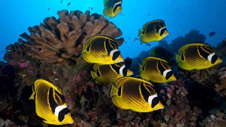 Pesce farfalla - Tropicarium Park