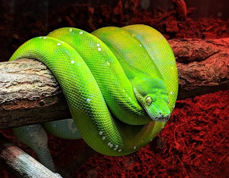 Pitone Verde - Tropicarium Park