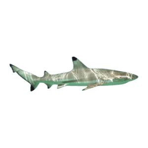 Squalo Tappeto Maculato - Tropicarium Park